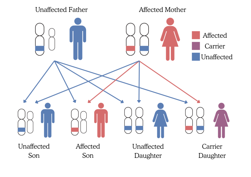 Understanding Genetic Inheritance - Mirror Gene
